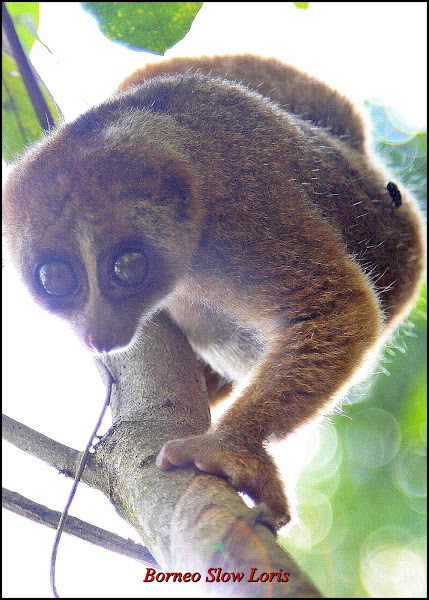Borneo slow loris | Project Noah