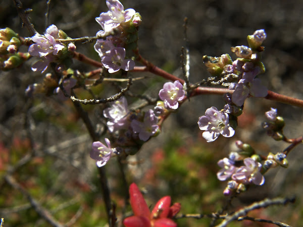 Limonio | Project Noah