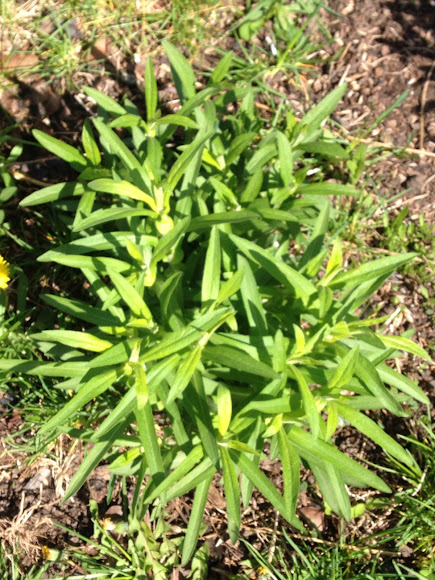 Spotting | Project Noah