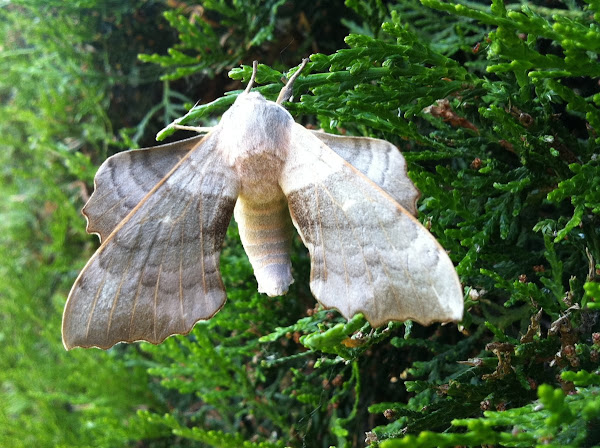 Nyárfa szender | Project Noah