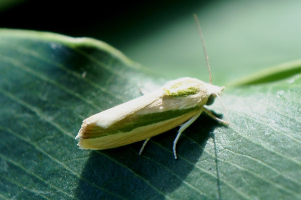 Spotted Bollworm | Project Noah