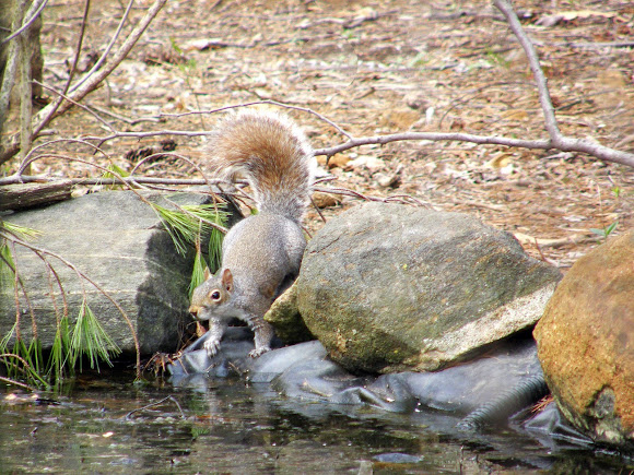 Gray Squirrel | Project Noah