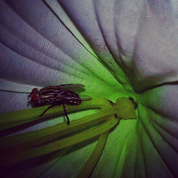 Flesh-fly | Project Noah