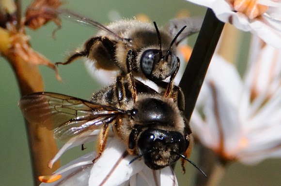 Carpenter Bee; Abeja carpintera | Project Noah