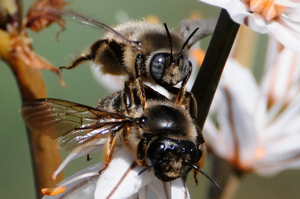 Carpenter Bee; Abeja carpintera | Project Noah
