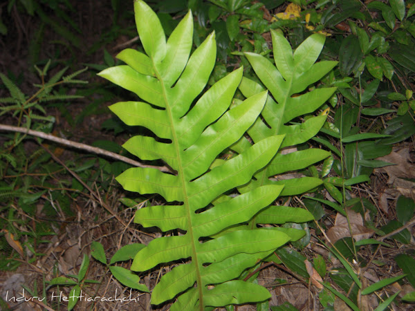 Drynaria | Project Noah