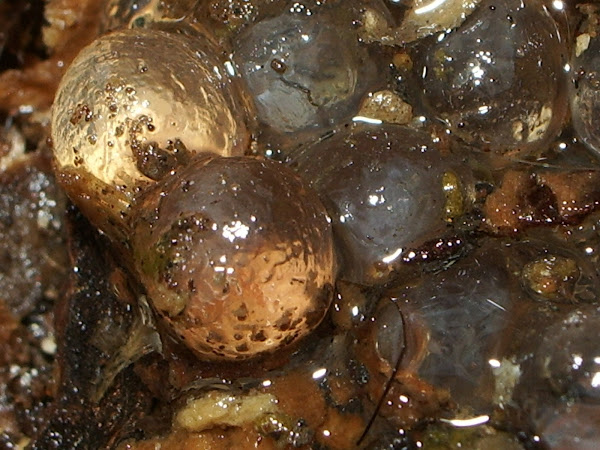 Leopard slug eggs | Project Noah