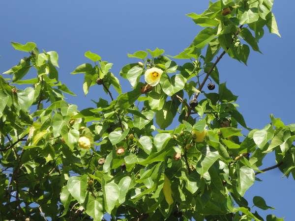 Portia Tree | Project Noah