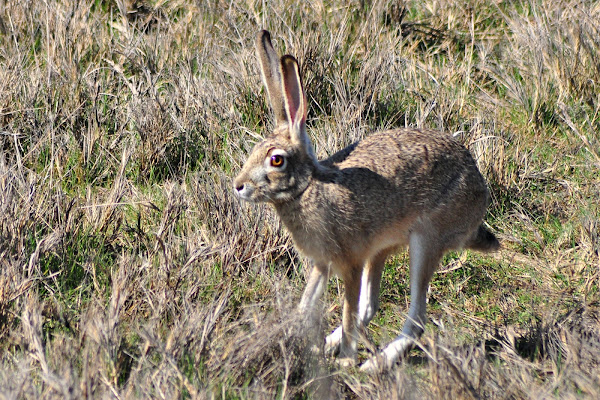 Jackrabbit | Project Noah