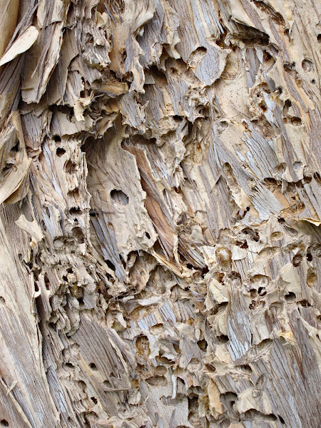 Silver-leaved Paperbark | Project Noah