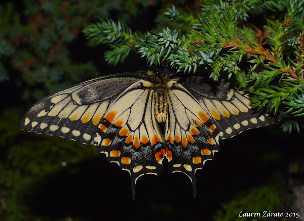 Anise Swallowtail | Project Noah