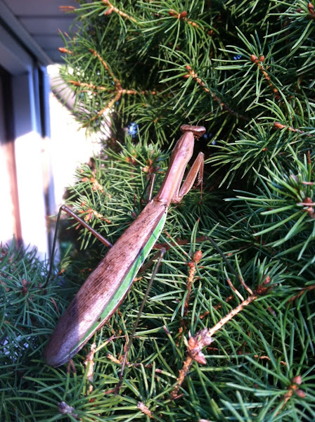 Chinese Mantid | Project Noah