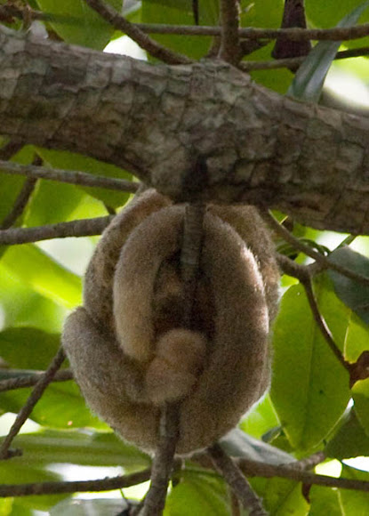 Silky Anteater | Project Noah