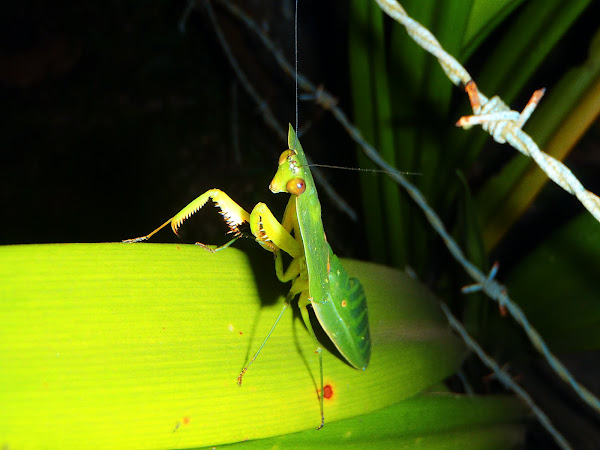 Peruvian Shield Mantis | Project Noah