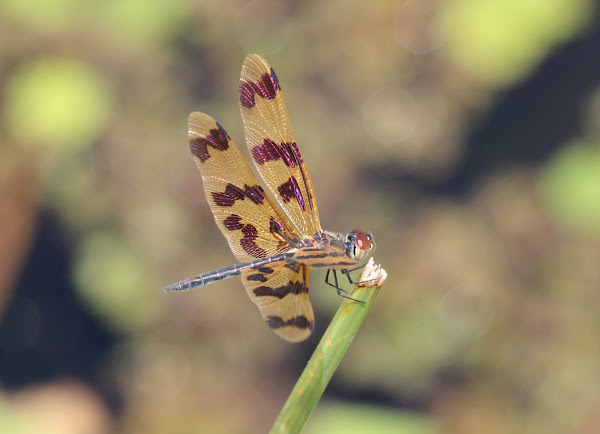 Graphic Flutterer Dragonfly | Project Noah