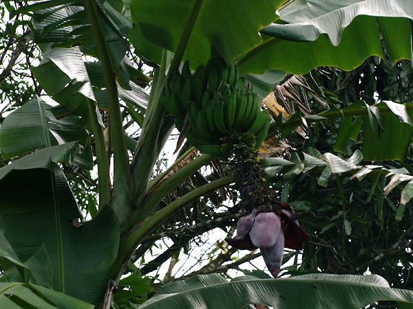 Banana | Project Noah