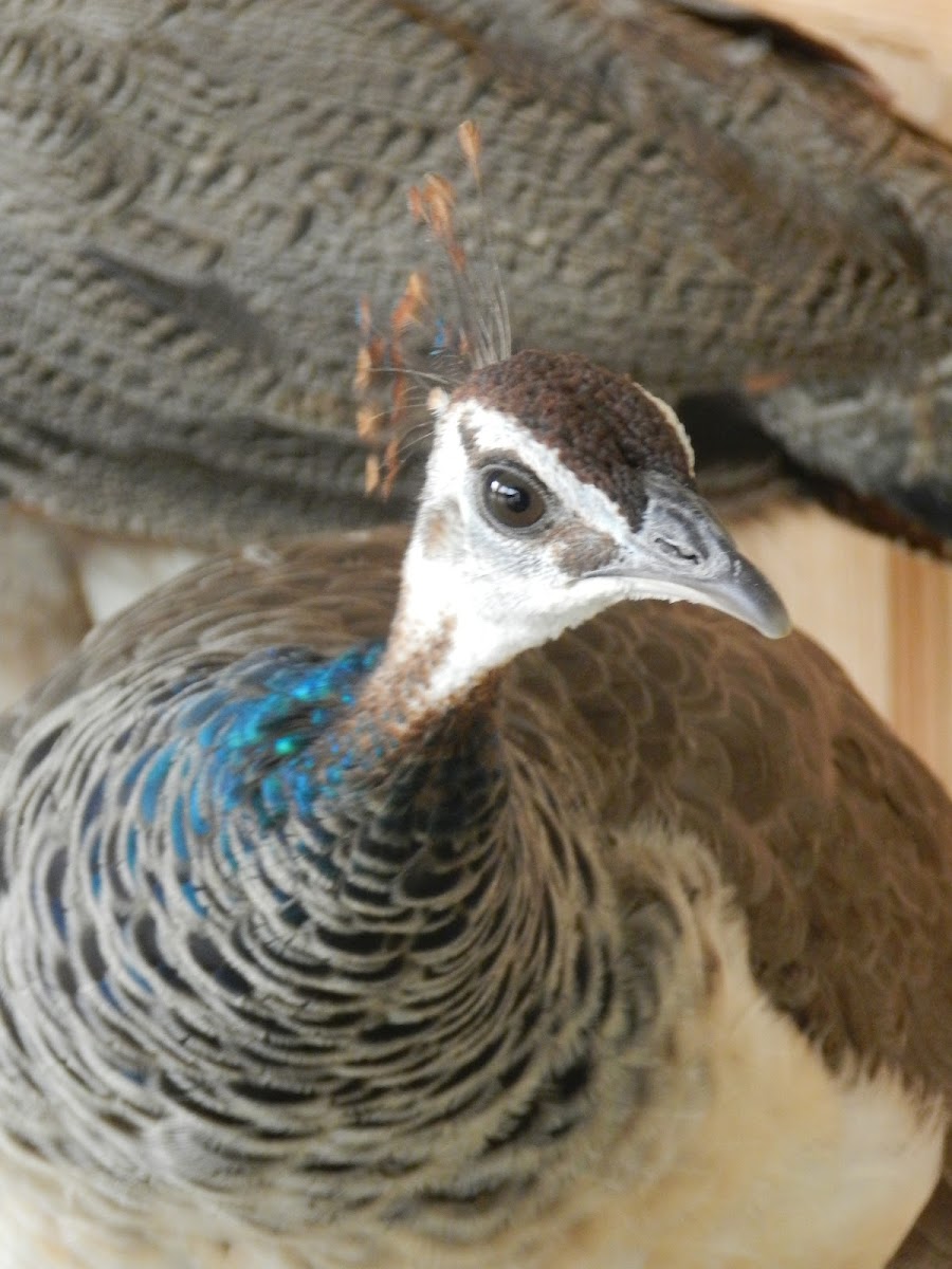 Peafowl | Project Noah