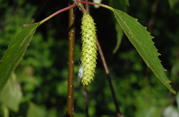 Birch | Project Noah