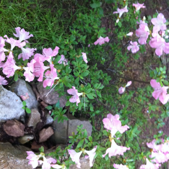 Ever Blooming Azalea | Project Noah