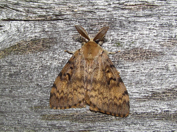 Gypsy Moth (male) | Project Noah