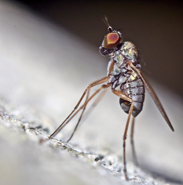 A very small fly | Project Noah