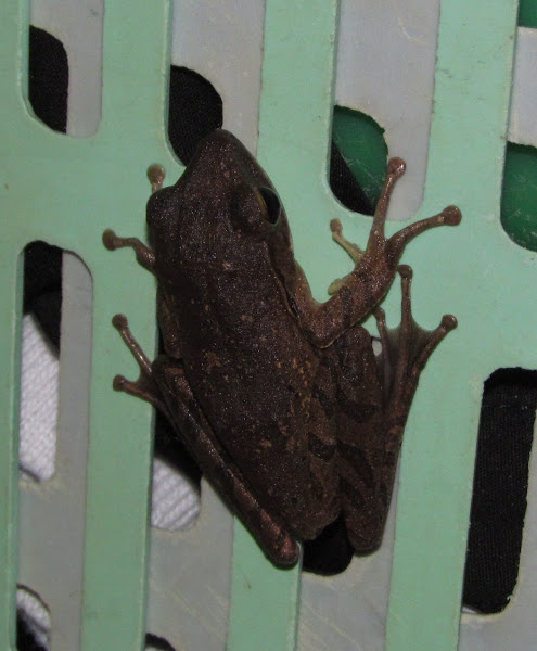 Common TreeFrog | Project Noah