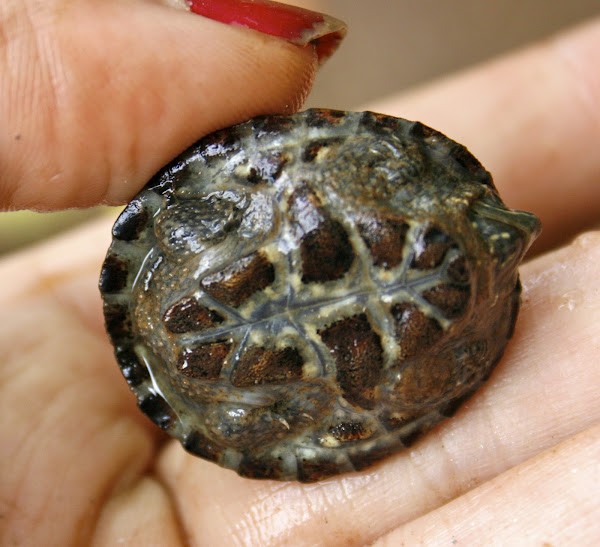 Common Musk Turtle, hatchling | Project Noah