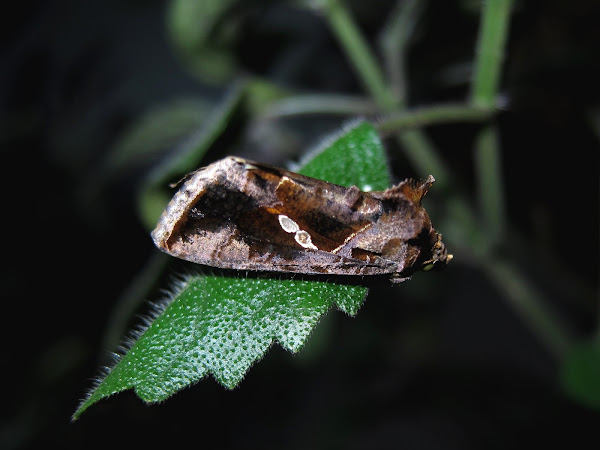 Tomato Semi-Looper | Project Noah