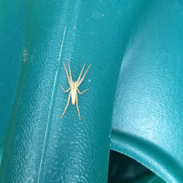 Slender Crab Spider | Project Noah