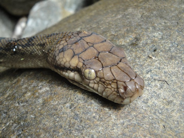 Amethystine python | Project Noah