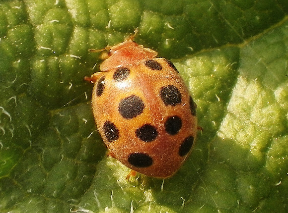 Twelve-spotted Melon Beetle | Project Noah