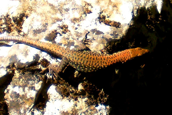 Greek Rock Lizard (Γραικόσαυρα) | Project Noah