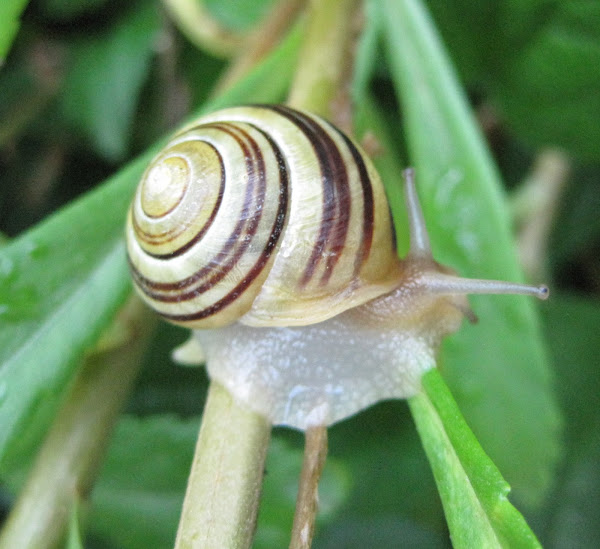 Grove or Brown-lipped Snail | Project Noah