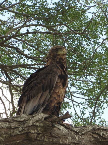 Bateleur eagle (juvenile) | Project Noah