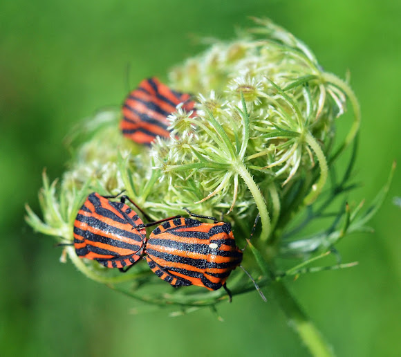 Italian Striped-Bug | Project Noah