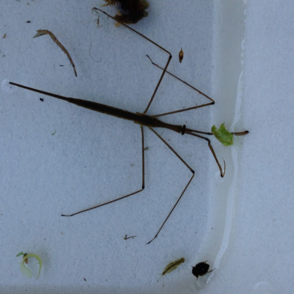 Waterscorpion | Project Noah