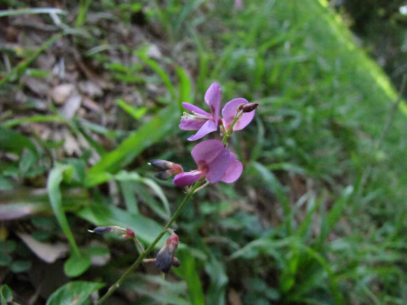 Beggar's lice | Project Noah