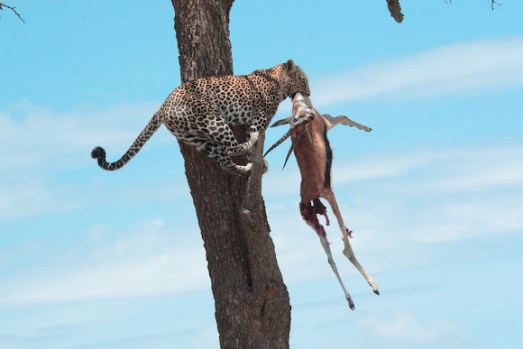 Leopard | Project Noah