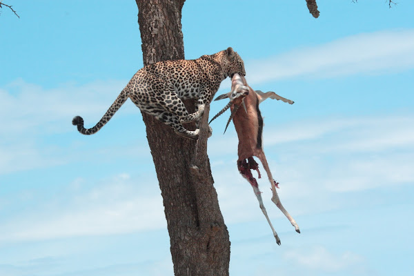 Leopard | Project Noah