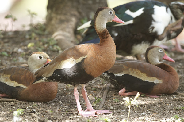 Pijije Comun o Piche | Project Noah