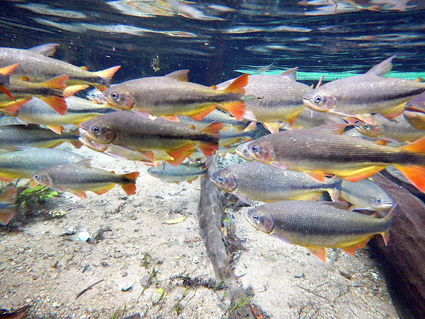 Piraputanga | Project Noah