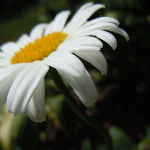 Daisy | Project Noah