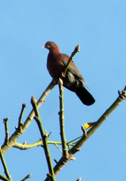 Red-billed Pigeon | Project Noah