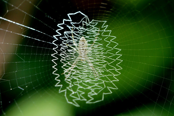 Grass Cross Spider | Project Noah