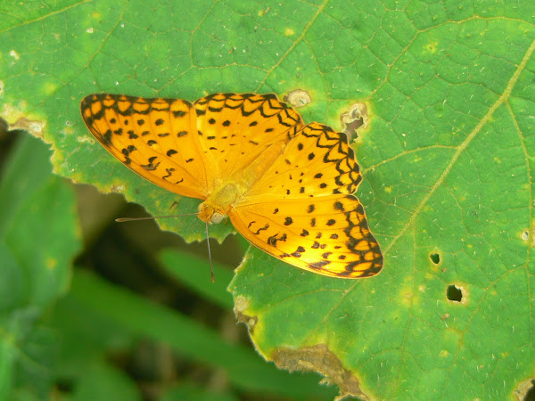 Common Leopard | Project Noah