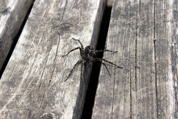 Striped Fishing Spider (Dock Spider) | Project Noah