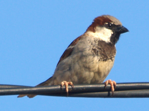 House Sparrow, male | Project Noah