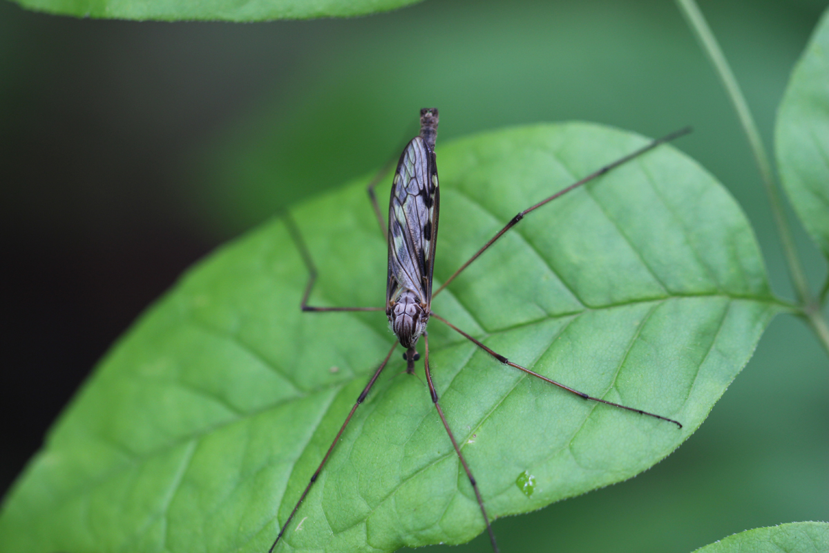 crane fly | Project Noah