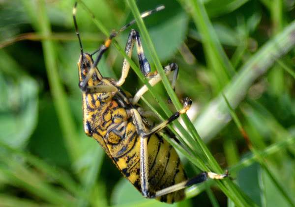 Yellow spotted Stink Bug | Project Noah