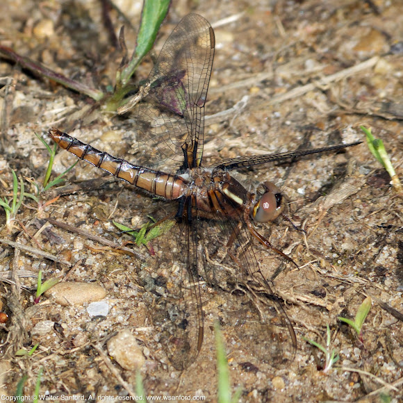 Blue Corporal dragonflies (immature females) | Project Noah